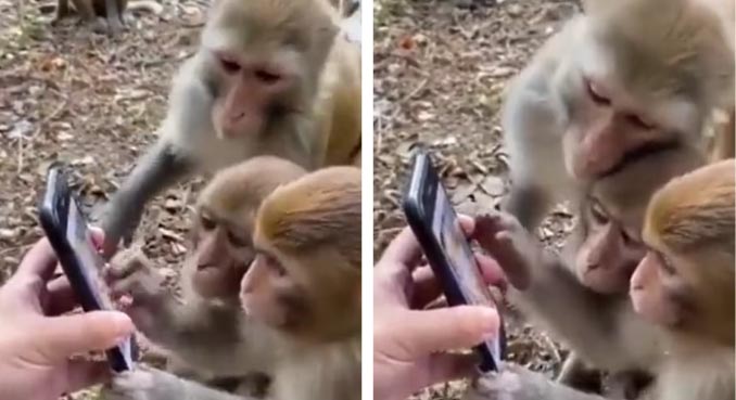 three monkey taking selfie