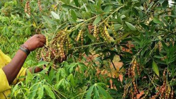 Karnataka govt to procure 20 quintals of red gram from each farmer ...