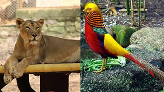 New species of birds and animals arrive at Pilikula Biological Park ...