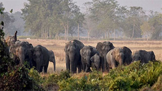 Two lives lost in separate elephant attacks in Karnataka ...