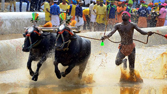 Kambala season begins to enthuse local folks in coastal Karnataka ...