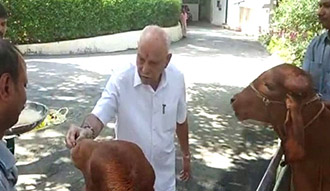 Karnataka BJP leaders celebrate ‘Balipadyami’ by worshipping cows ...